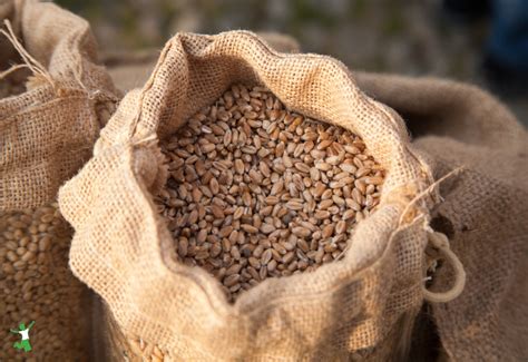 Historic Grain Flour Mix For Baking For Your Healh Today