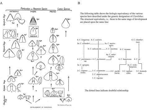Evolutionary Parallelism In Fossil Brachiopods And Gastropods A From Download Scientific