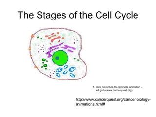 Role Of The Cell Cycle And Modulation In Cancer Ppt