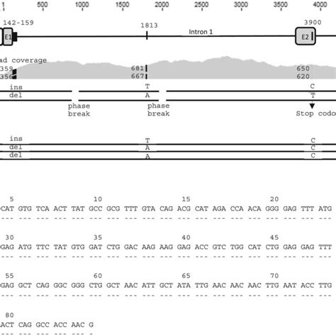A NGS Coverage And Heterozygous Positions In The Individual Are Shown Download Scientific