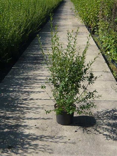 Gemeiner Liguster Gewöhnlicher Liguster Ligustrum Vulgare Kaufen