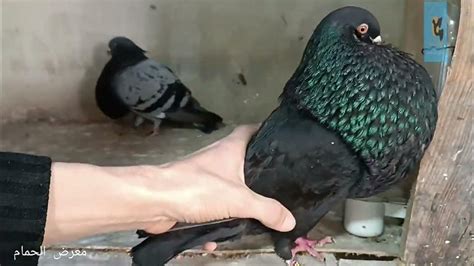 فيديو نعرض فيه الحمام النفاخ فقط Youtube