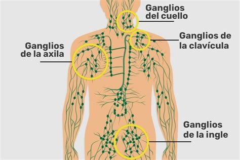 Diagrama Do Pescoco Dos Ganglios Linfaticos Linfonodos Gânglios