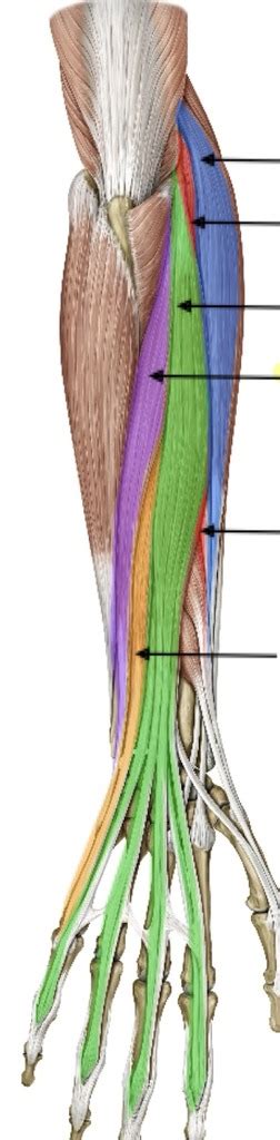 Superficial Extensor Muscles Diagram Quizlet