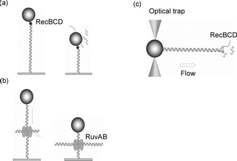 Schematic Representations Of Single Molecule Helicase Assays A Download Scientific Diagram