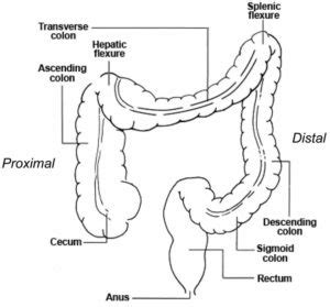 Cecum Anatomy Cecum Location Cecum Function Cancer And Inflammation