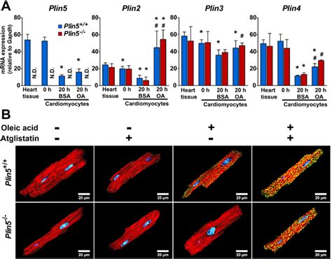 Mrna Expression Of Plin2 5 And Ld Storage In Isolated Cardiomyocytes Download Scientific