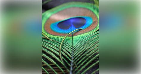 Obituary Information For Amrish Shah