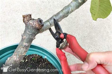 How To Propagate Plumeria Cuttings In 5 Easy Steps