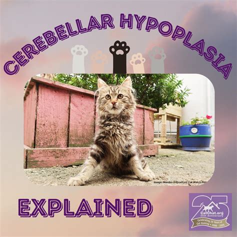 Cat 🐾💛 Wobbly Cats — What Is Cerebellar Hypoplasia 🐱 You May Have