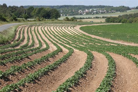 Champ De Pompadour Label Rouge In Picardie Region