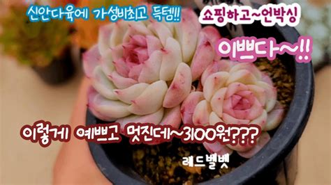 신년 선물과함께 멋진가격으로 만날수 있었어요~신안다육 쇼핑과언박싱 블랙쥬얼리 링클마리아금 누비노바선물포함19종신안다육010 2442 5669 Youtube
