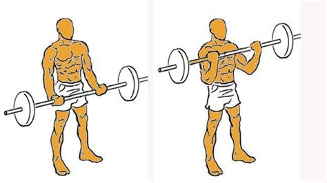 5 Most Effective Exercises For Building Your Biceps ~ All Fitness