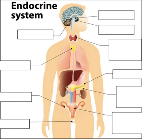 Endocrine System And Hormones Diagram Quizlet