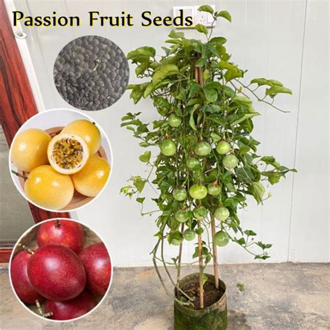 Quick Delivery Red Yellow Passion Fruit Seeds For Planting 50 Seeds