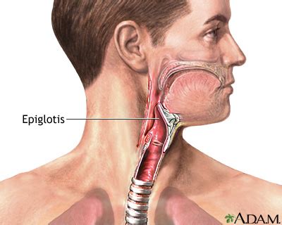 Epiglotis Medlineplus Enciclopedia Médica Illustración