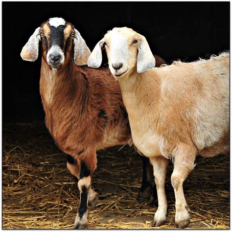 Anglo Nubian Goats A Crossbreed With Rich History