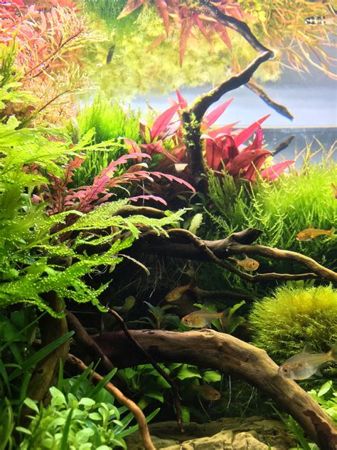 9 Fische Ideen Aquarium Einrichten Aquascaping Aquarienfische