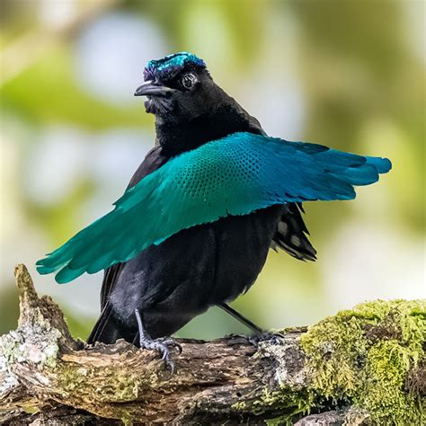 Superb Bird Of Paradise Facts