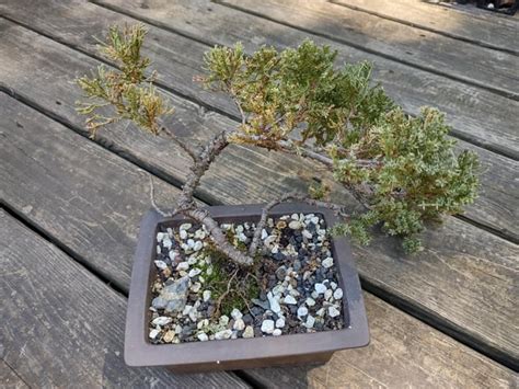 Juniper Looking Sad Rbonsai