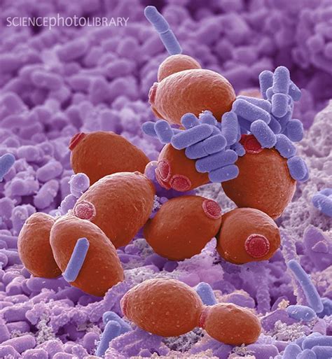Probiotic Flora Sem Saccharomyces Boulardii And Lactobacillus