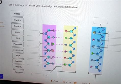Label The Images To Assess Your Knowledge Of Nucleic Acid Structure Ribose Thymine Encr Ana