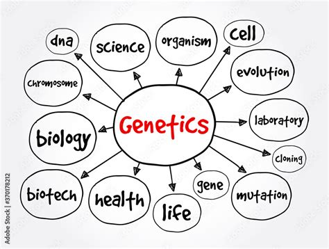 Genetics Mind Map Medical Concept For Presentations And Reports Stock Vector Adobe Stock