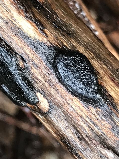 Hypoxylaceae From Botanic Drive Cranbourne Vic Au On May 13 2020 At