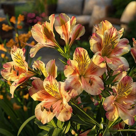 Alstroemeria Sunset Perruvian Lilies Sunset Color Peruvian Lilies