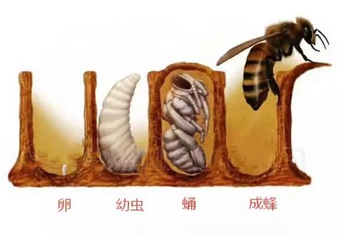 蜜蜂成长四个阶段图片蚕宝宝四个阶段图片大山谷图库