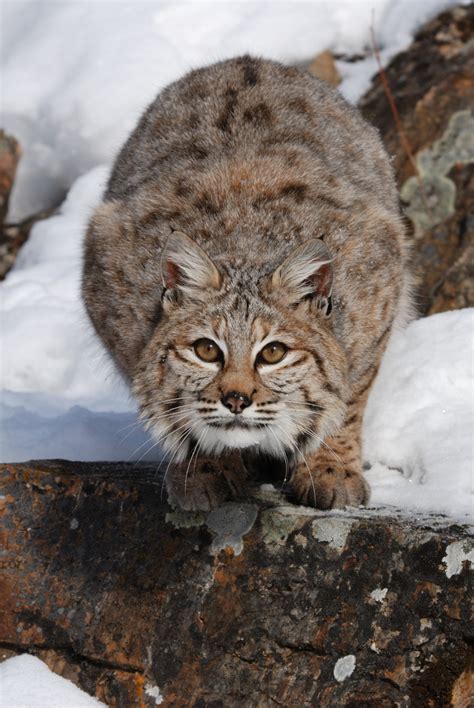 Species Spotlight The Bobcat — Hunted For Its Beauty • The Revelator