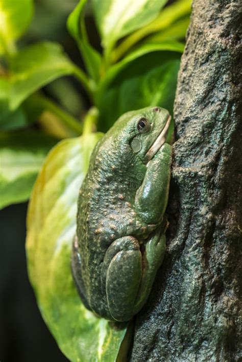 Frog Sex Stock Image Image Of Bumble Small Animal Jungle 4559235