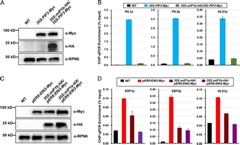 Mip1a And Mip1b Sequester Pif3 And Ein3 Binding To Their Target Genes