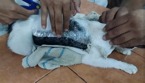 Gato Apanhado A Traficar Droga Na Prisão Notícias De Coimbra