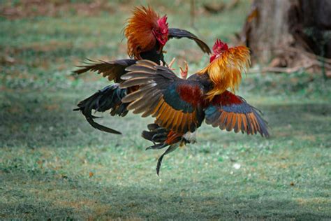 Rooster Fight Bilder Durchsuchen 15606 Archivfotos Vektorgrafiken