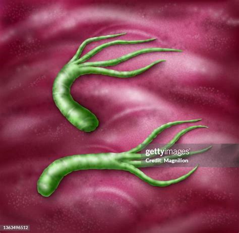 48 Bacteria Cell Structure High Res Vector Graphics Getty Images