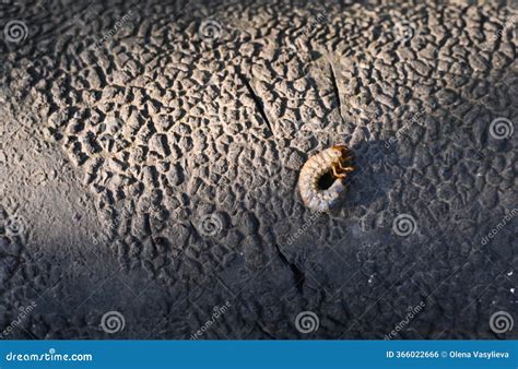 The Larva Of The May Beetle Common Cockchafer Or May Bug Melolontha