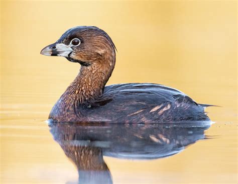 Vice President Galade On Tumblr