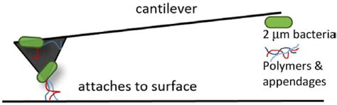 Afm Can Be Used To Probe The Forces Attaching Bacteria To Surfaces Download Scientific Diagram