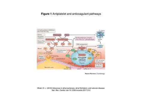 Figure 1 Antiplatelet And Anticoagulant Pathways Ppt Download