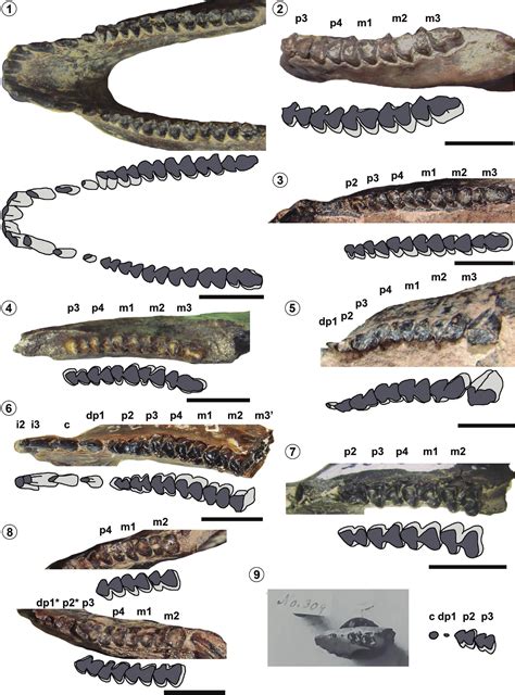 Systematic Revision Of Interatherium And Icochilus Interatheriidae