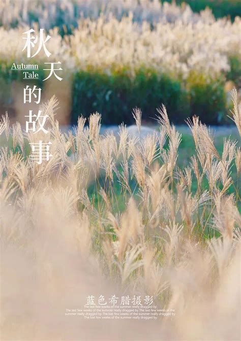 夕阳下的芦苇怎么拍出氛围感？4个摄影思路，让秋天充满诗意画意 知乎