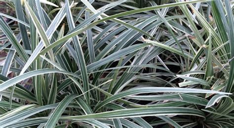 Aztec Grass Canterbury Farms Nursery And Garden Center