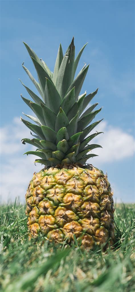 Wallpaper Pineapple Grass Sky Clouds 5120x2880 Uhd 5k Picture Image