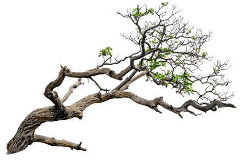 Tree Branches Pngs For Free Download