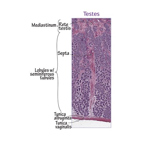 Usmle Comlex Step 1 Testicular Physiology Overview Ditki Medical