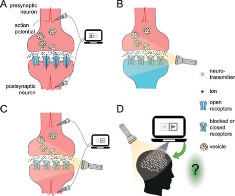Presynaptic Neuron Vs Postsynaptic Neuron