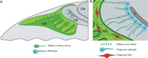 Schematic Sagittal View Of The Mouse Olfactory System Open I