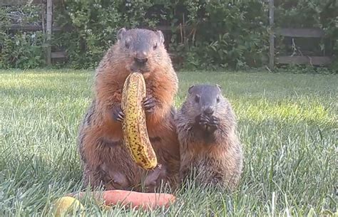 Groundhog Eating With One Of Her Babies Rtrailcam