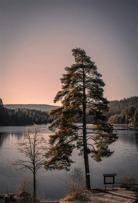 1920x1080 Calm Lake Trees Calm Lake Near Hill With Forest · Free